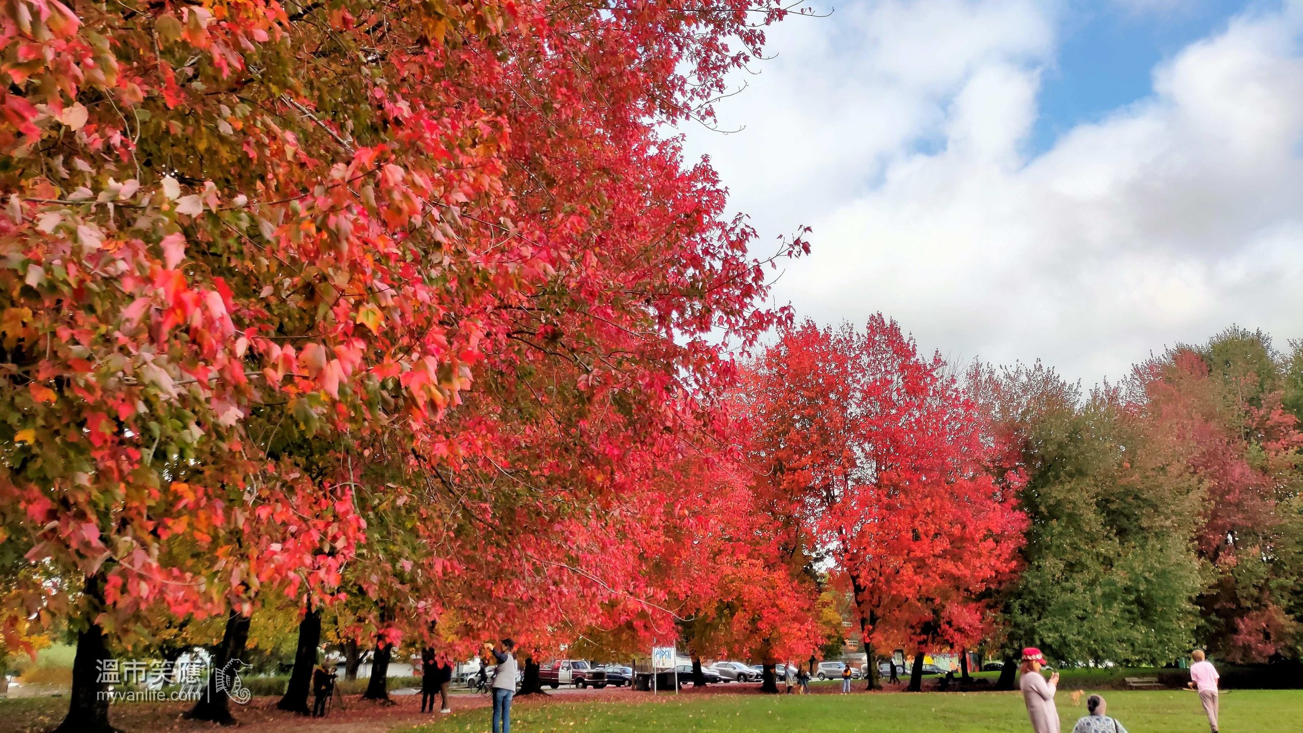 travelRIMG20211018142138_1Coquitlam fall trees – 溫市笑應